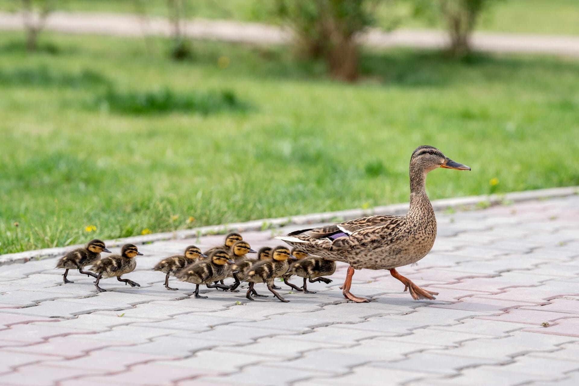 Ducks in a Row? | Priddle Law Group - Kooner Priddle Law
